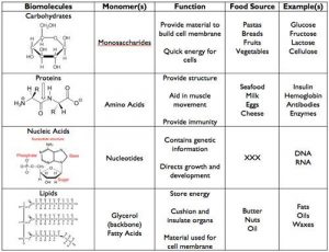 Function of Carbohydrates | Definition-Classifications-Examples