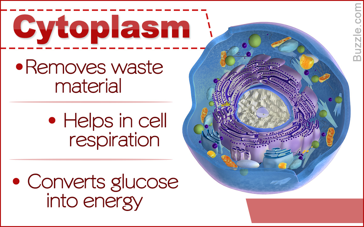 Function Of Cytoplasm Composition Of Cytoplasm