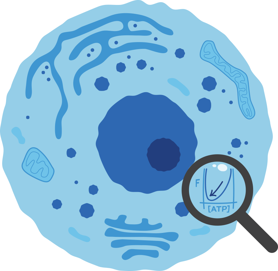 Introduction To Cell Cycle Division Phases