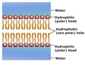 Functions of Lipids | Definition | Classification | Examples