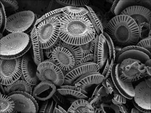 Algae | Classification, Characteristics & Examples