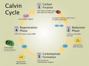 Photosynthesis | Reaction, Steps and Importance