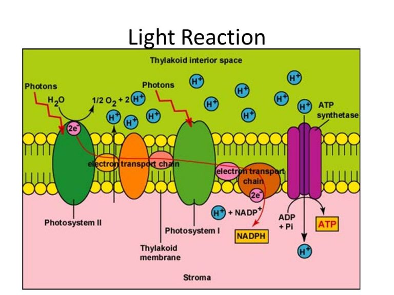 Photosynthesis | Reaction, Steps and Importance