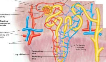 Renal Tubule | Definition , Anatomy & Function