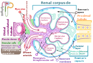Renal Tubule | Definition , Anatomy & Function