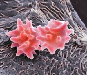 Crenate | Crenation Definition and Example