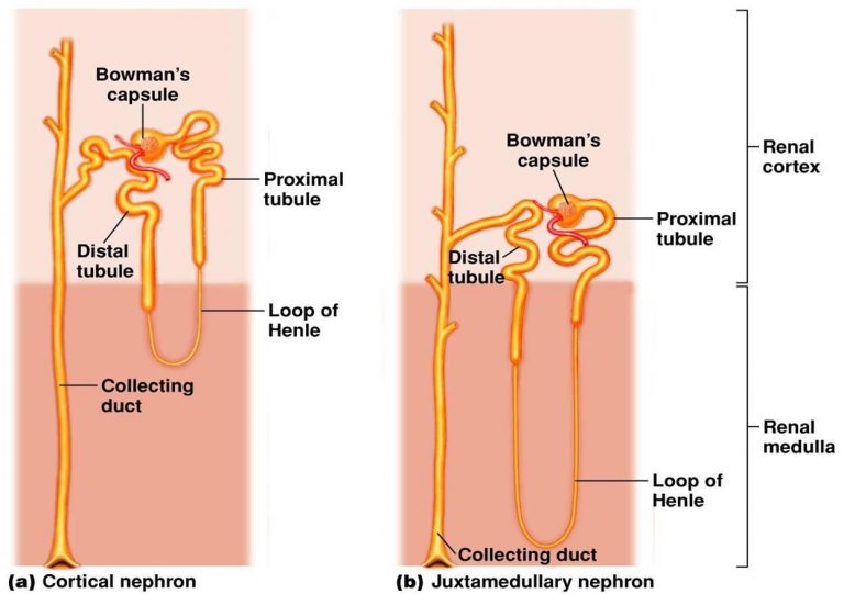 Nephron | Introduction, Structure and Function