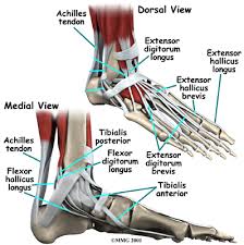 Foot Anatomy | Bones, Muscles, Tendons & Ligaments