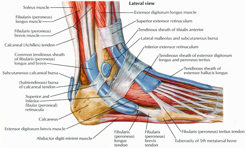Foot Anatomy | Bones, Muscles, Tendons & Ligaments