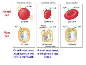 Crenate | Crenation Definition and Example