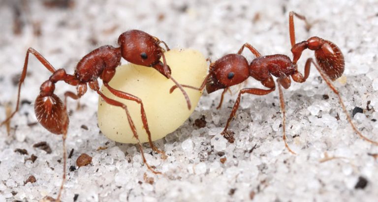 Deserts Habitat | Definition, Location, Animals & Plants