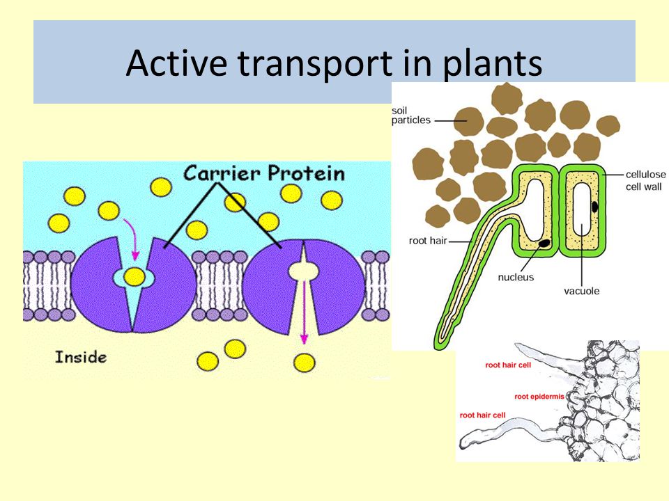 Active Transport And Diffusion In Plants