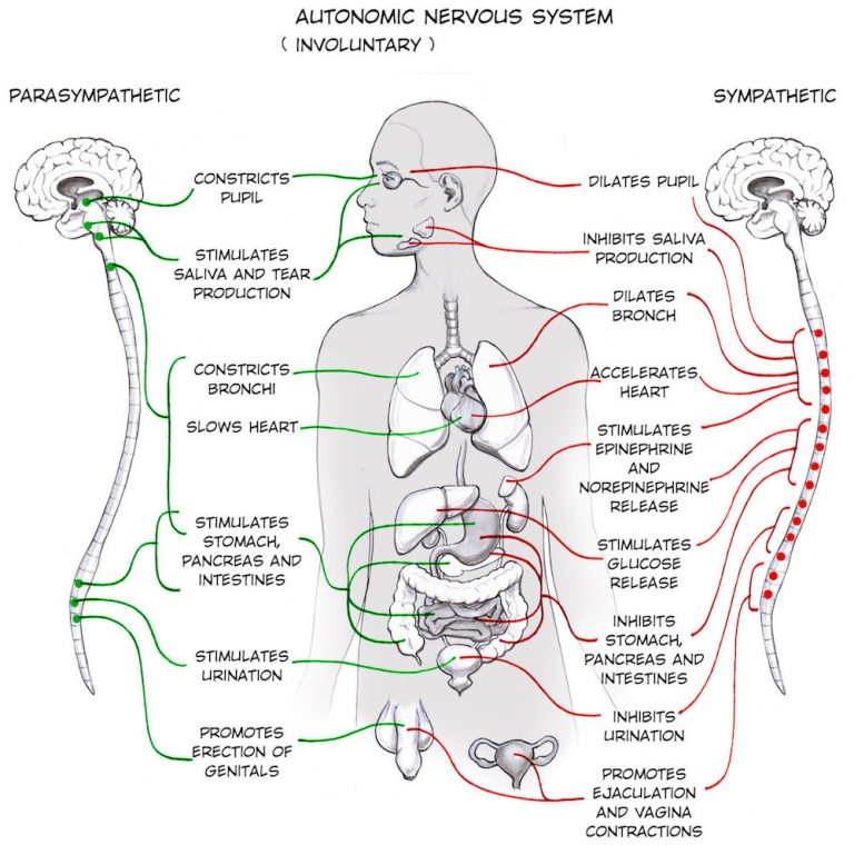 Autonomic Nervous System | Introduction, Types , & Dysfunction