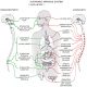 Autonomic Nervous System | Introduction, Types , & Dysfunction