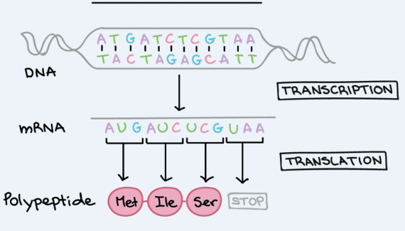 Codon | Anticodon Introduction, Chart & Examples
