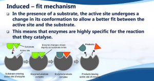 Substrate | Definition , Biochemsitry & Examples