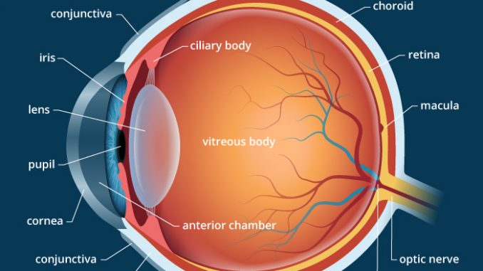 Eye Anatomy Definition Structure Functions