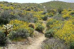 Deserts Habitat | Definition, Location, Animals & Plants
