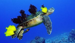 Mutualism | Definition, Types & Examples