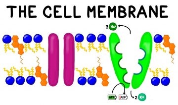 Cell Membrane | Introduction, Structure & Function