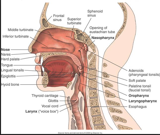 Pharynx Definition Location Parts Functions Pharynx Definition Location Parts Functions