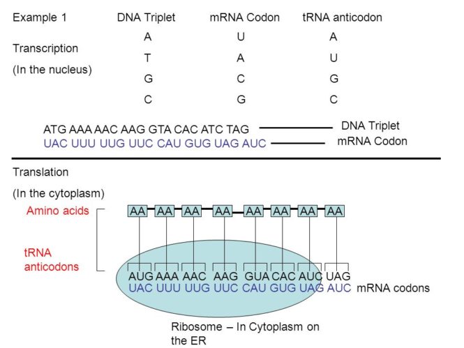 Anticodon | Definition , Structure & Functions`