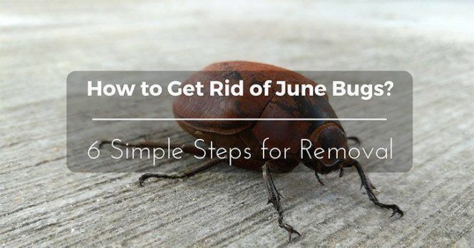 June Bug | Introduction, Life Cycle & Remedies