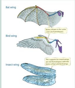 Convergent Evolution | Introduction & Examples