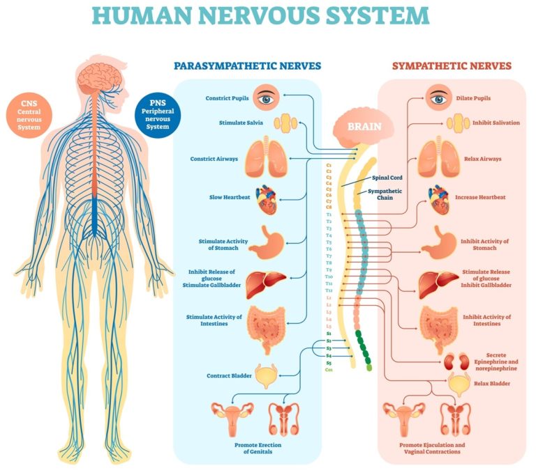 Body Systems | Definition, List of Body Systems and Functions