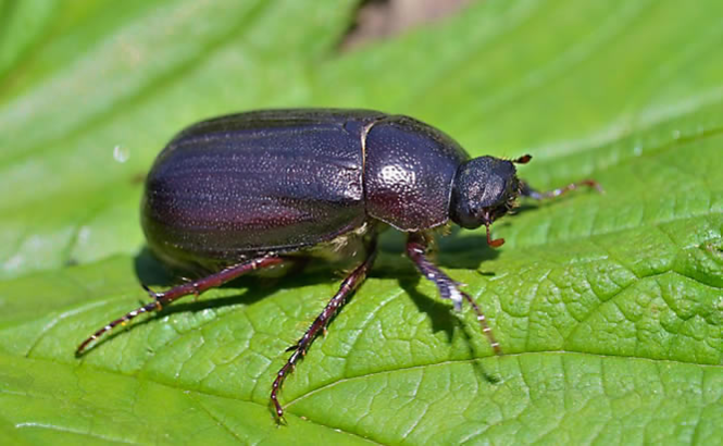 June Bug | Introduction, Life Cycle & Remedies