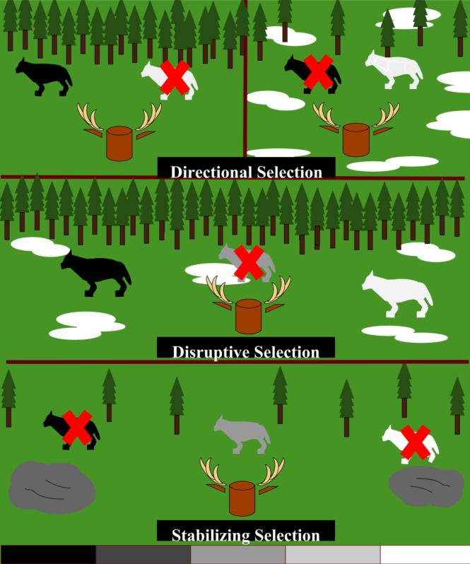 Stabilizing Selection | Definition, Causes & Exammples