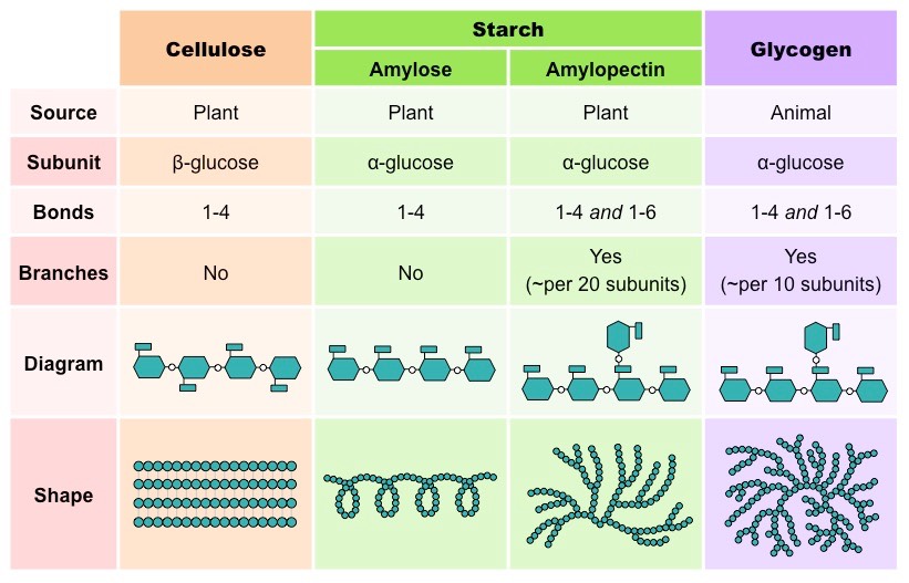 Polysaccharide Definition Structure Functions Examples