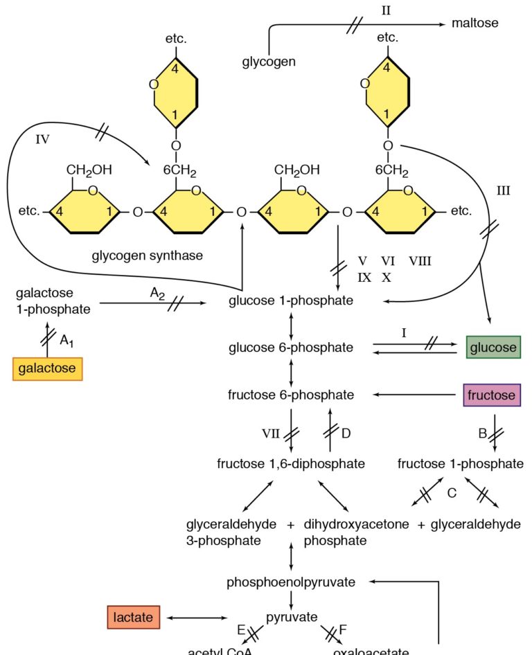 Glycogenolysis | Definition, Pathway, Diagram & Functions