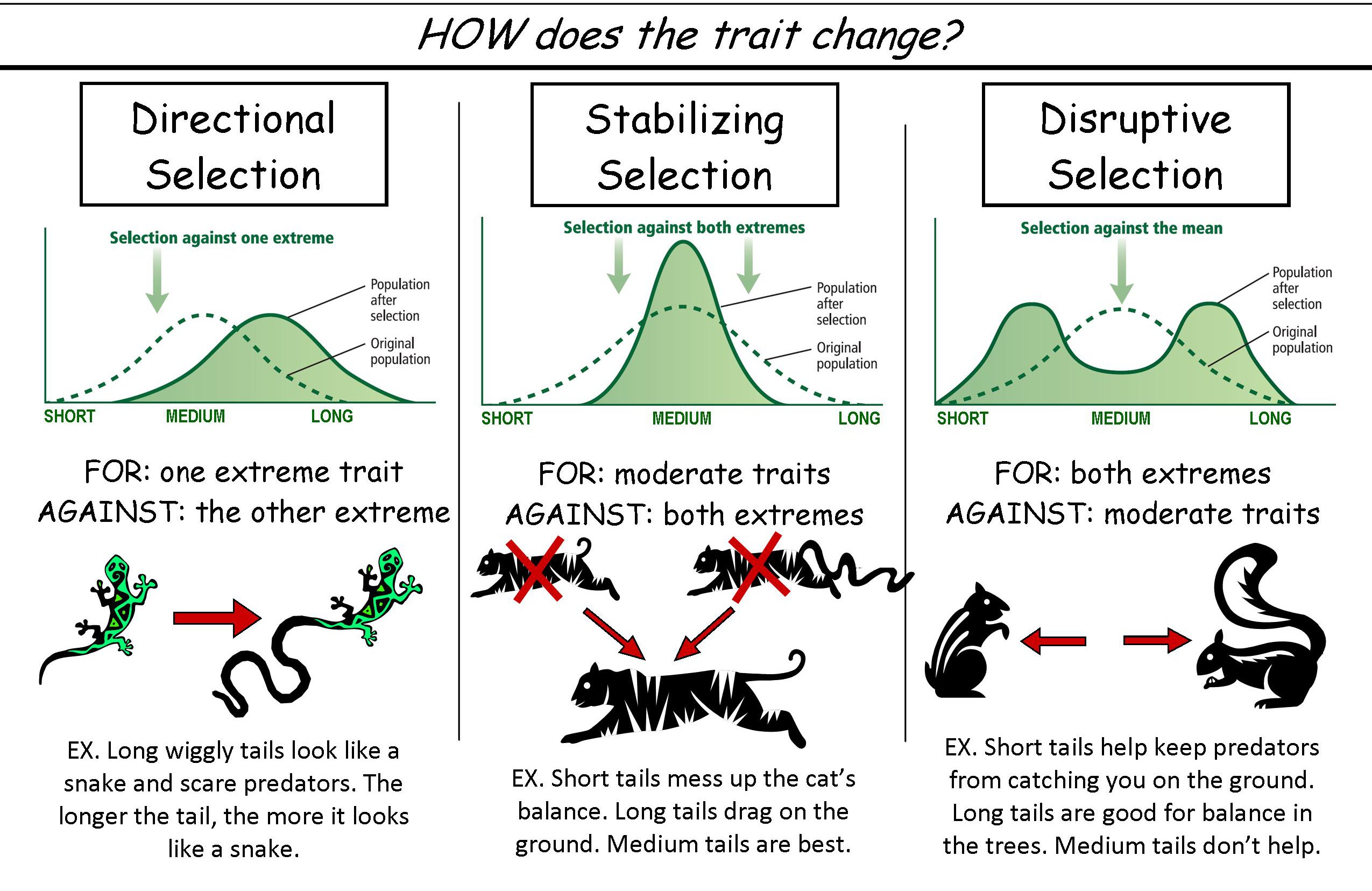 Disruptive Selection Definition Examples