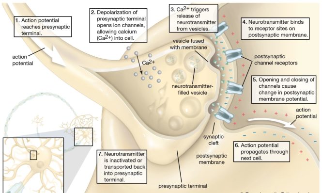 Synapse | Definition, Types & Functions