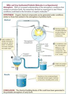 Abiogenesis | Introduction, Theory & Examples