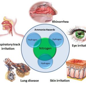 Ammonification | Definition, types and Functions