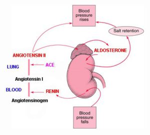 Aldosterone Function | Definition, Composition & Antagonist